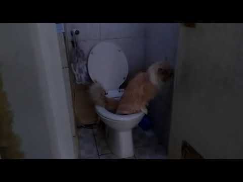 Ngintip Yang Lagi Pipis  ||  Peek Pee