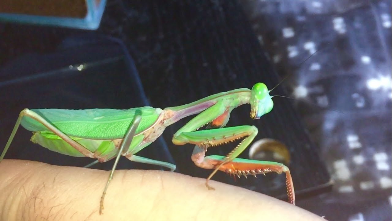 My Freshly Moulted Female Hierodula Majuscula, Giant Rain Forest Mantis ...