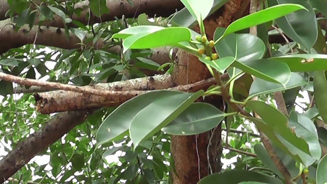 #Nuga නුග ගස ගැන ඔබට යමක් #banyan trees #srilanka - YouTube
