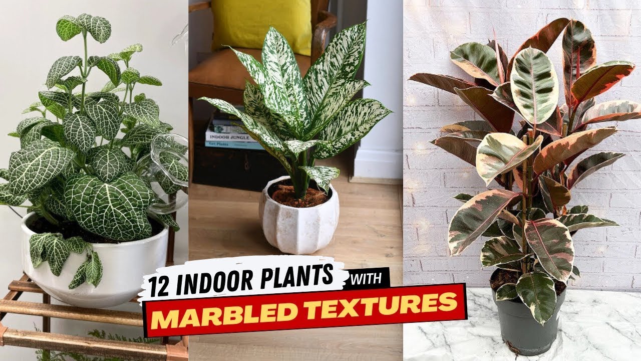 12 INDOOR PLANTS WITH MARBLED TEXTURES - YouTube