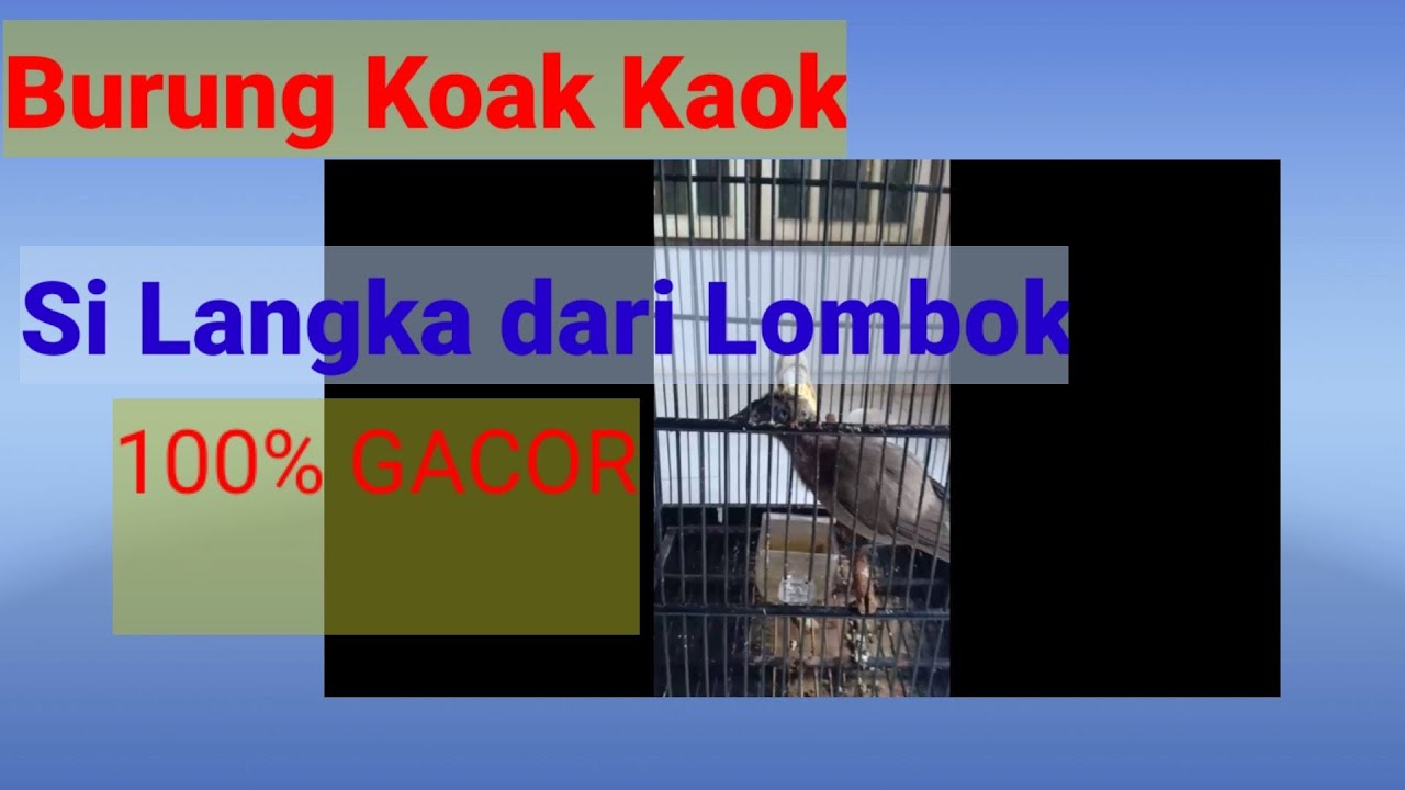 burung koak kaok gacor - YouTube