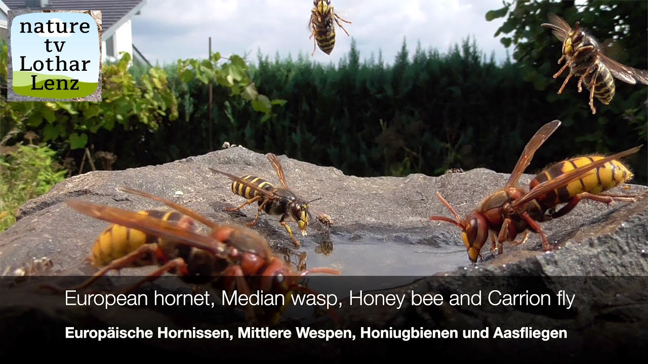European hornet, Median wasp, Honeybees and carrion flys. - YouTube