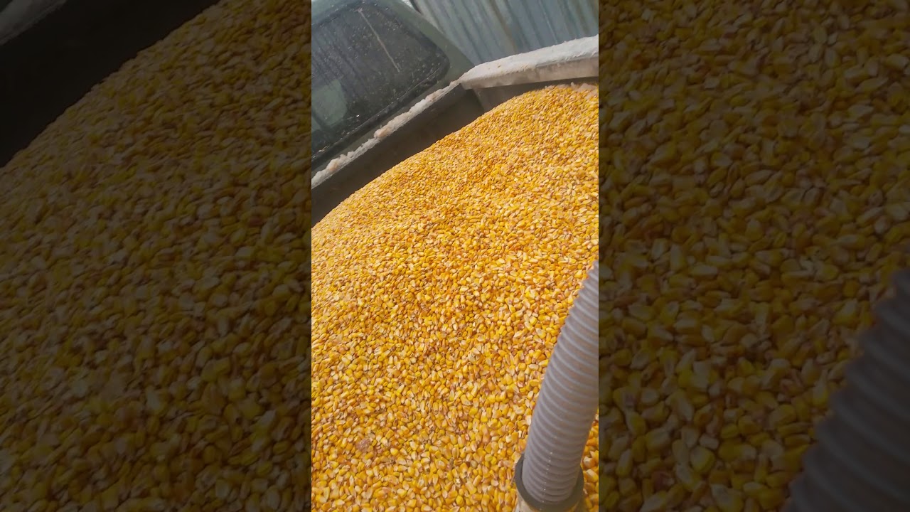 Corn Vac in use central boiler. Maxim hopper - YouTube