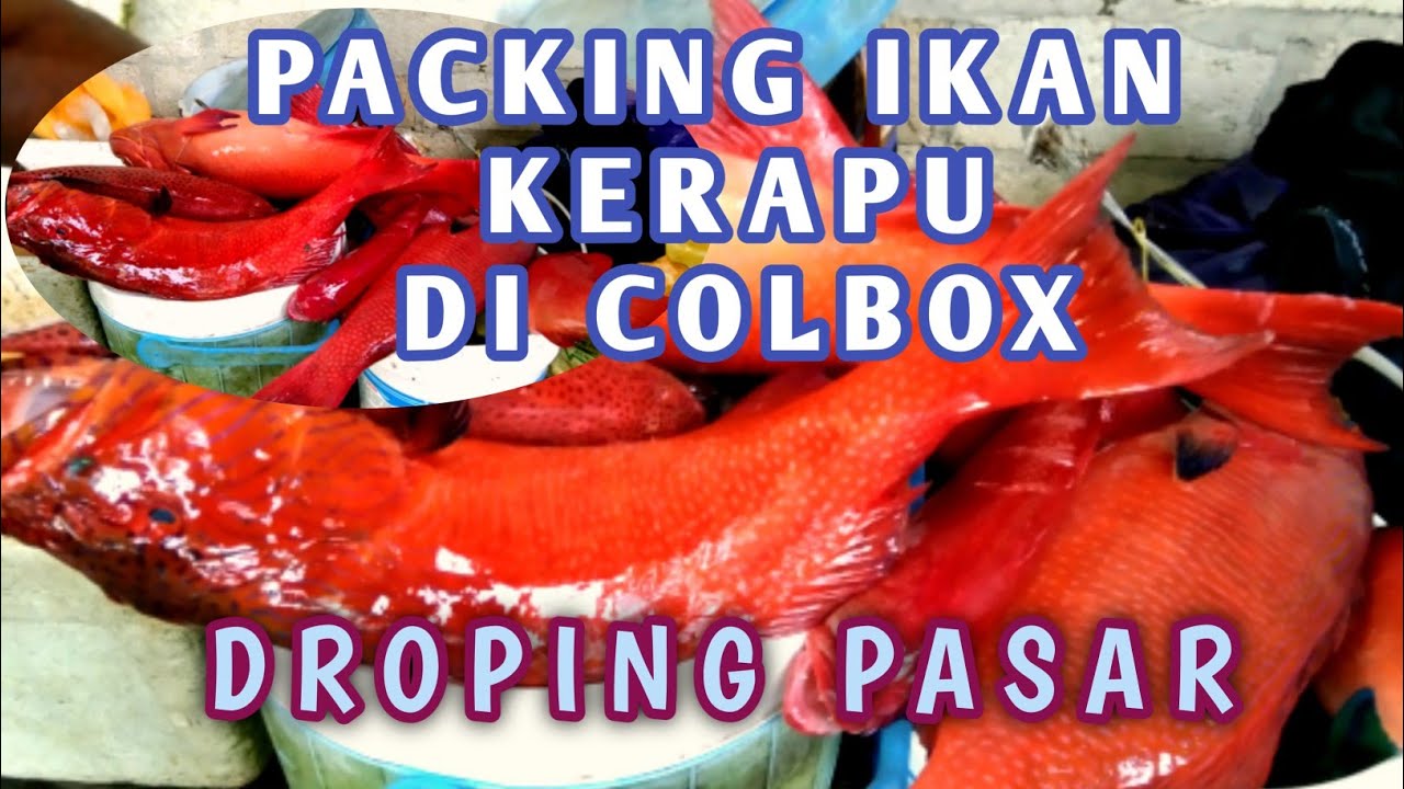Packing ikan kerapu (goropa) sebelum Droping ke Pasar Ikan Biak Papua ...