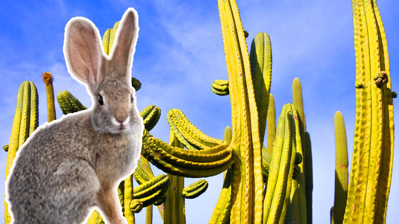 Animals That Eat Cactus - YouTube