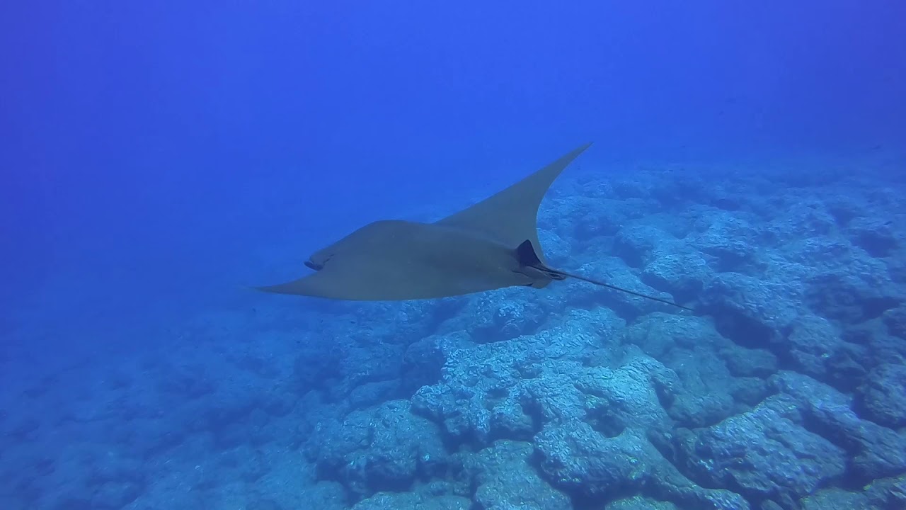 Azoresdiving @ Formigas - 20190815 - YouTube