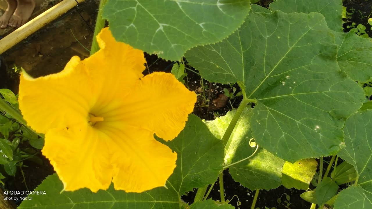 bunga jantan pertama tanaman labu ^ Naufal menyirami tanaman 050523 ...