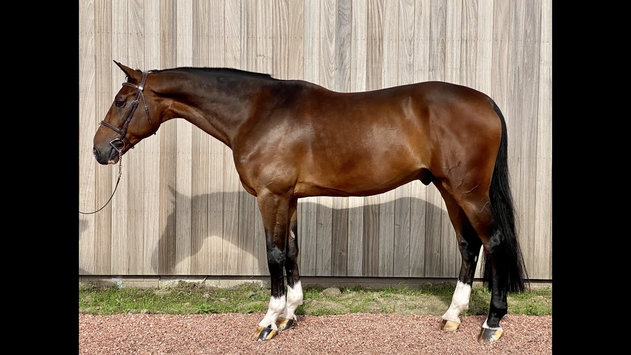 Knetter (Thunder vd Zuuthoeve) EQ schooling [SOLD] - YouTube