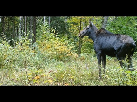 Forest Life Through the Eyes Of A Trail Camera - YouTube