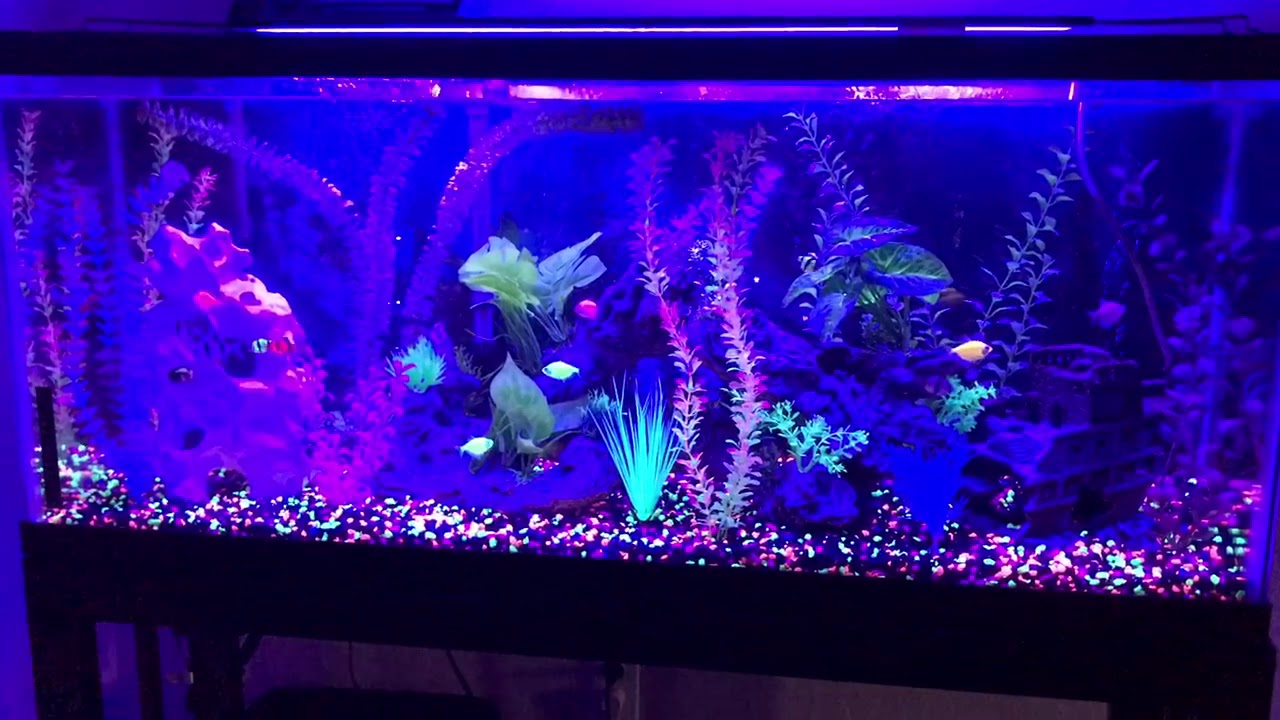 55 gallon storm setting LED glofish tiger barbs red green, tetras, and ...