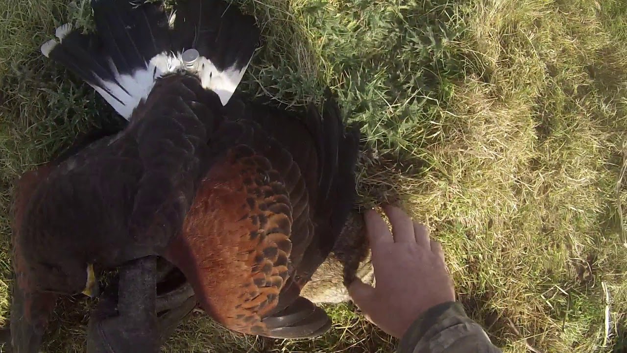 Hunting with Harris Hawks and Ferrets. Season 2019-20. Teamwork. - YouTube