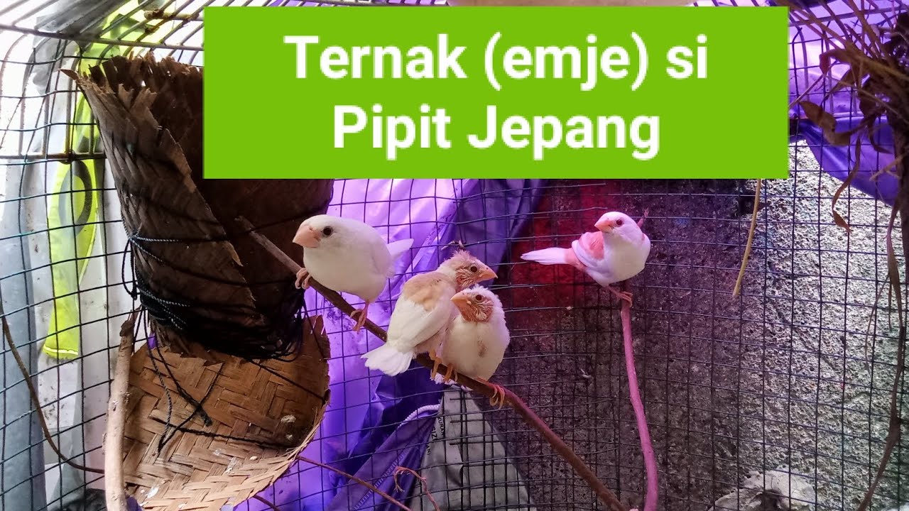 ternak Pipit Jepang / EmJe - YouTube