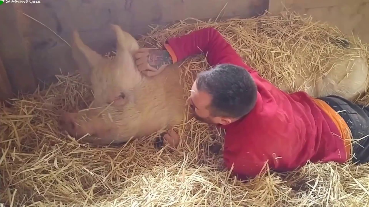 Cerdos felices de dormir calentitos - YouTube