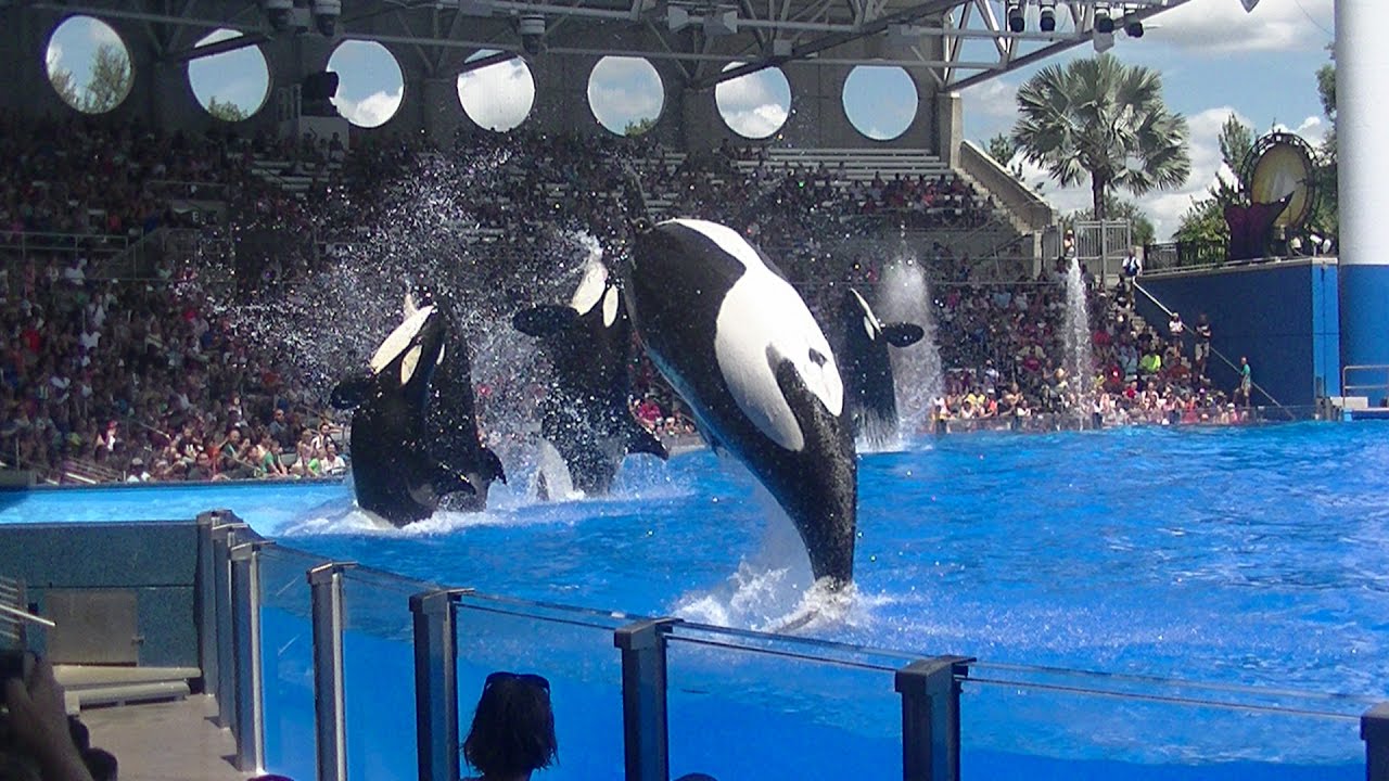 One Ocean (Full Show/HD) Aug 15 2016 - SeaWorld Orlando - YouTube