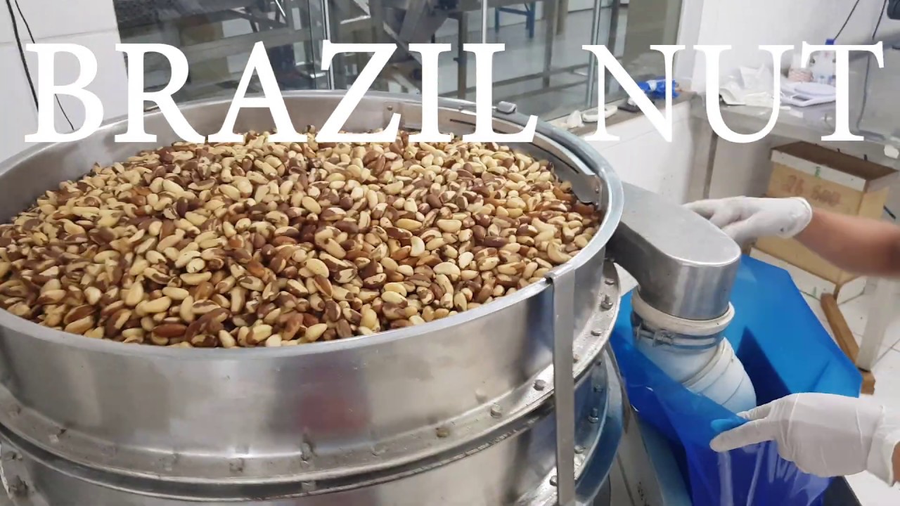 Brazil Nut Plant Separation - YouTube