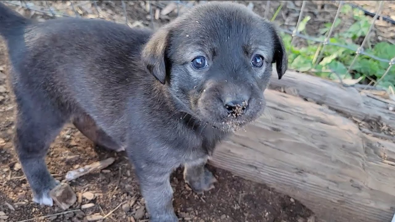 Four Week Old Ruby Puppies First Time Playing Outside - YouTube