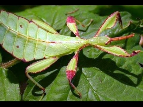 Bicho hoja y la seleccion natural - YouTube
