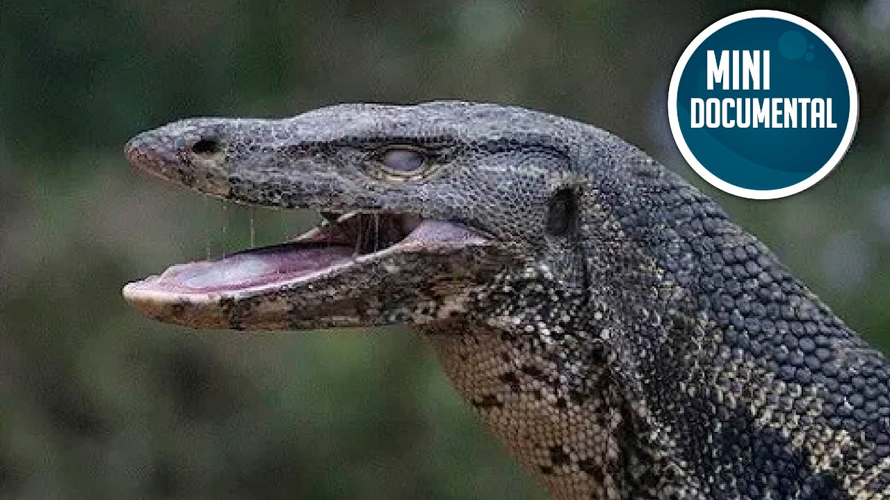 Varano acuático (mini documental) - YouTube