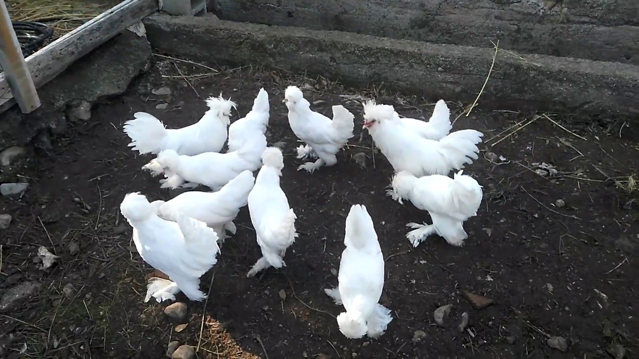 Osmanlı sultan tavukları - YouTube