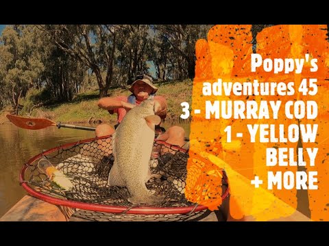 Poppy's adventures 45 - FLOATING PIG WITH CARP FEEDING! MURRAY COD ...
