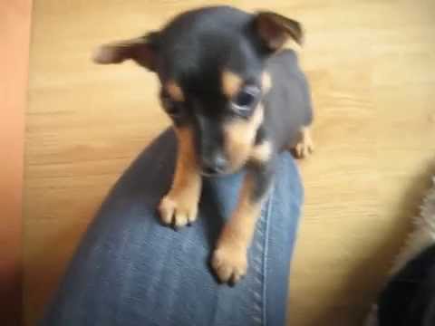 Min Pin wants a hug - YouTube