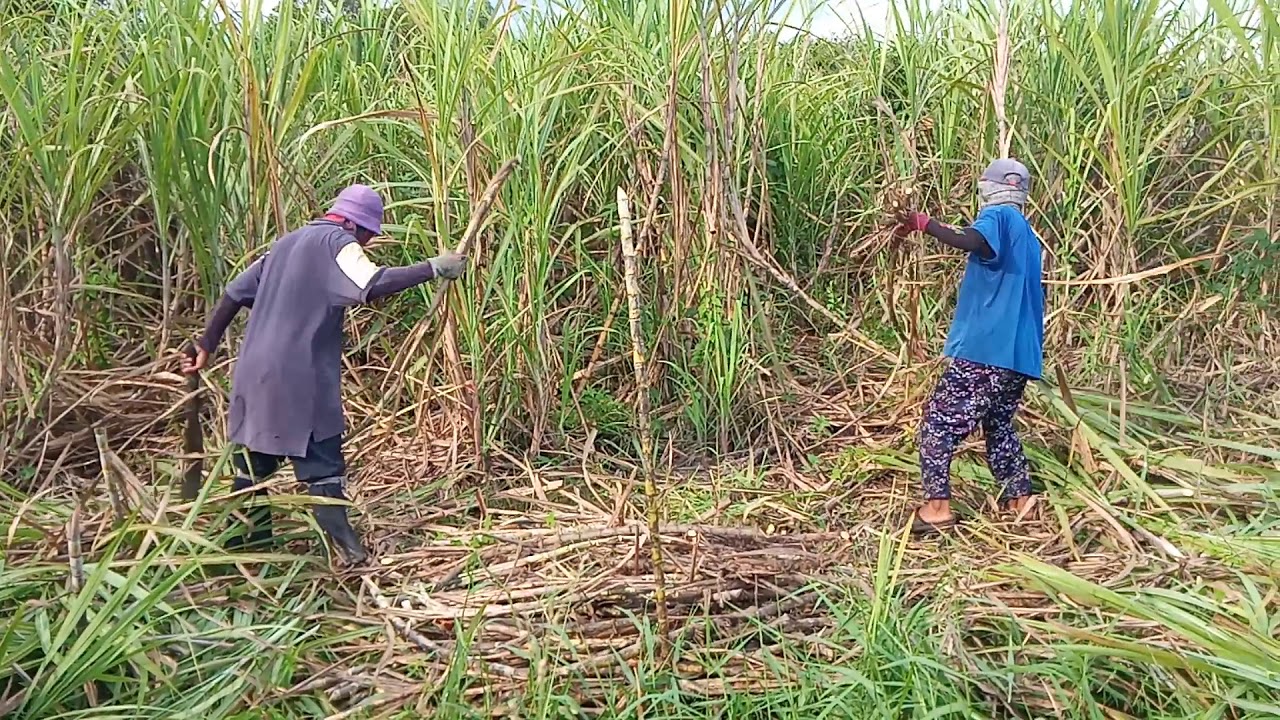 Karga tapas sa Negros - YouTube