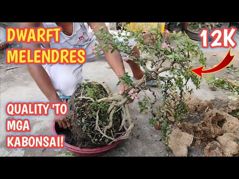 DWARFT MELENDRES - YouTube