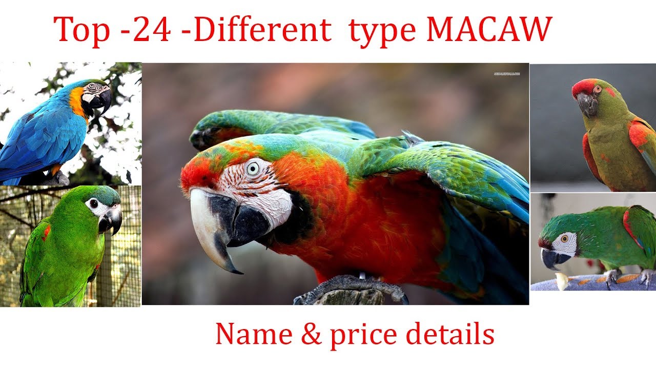Top -24 -Different type MACAW- Different specie MACAW -Name & price ...