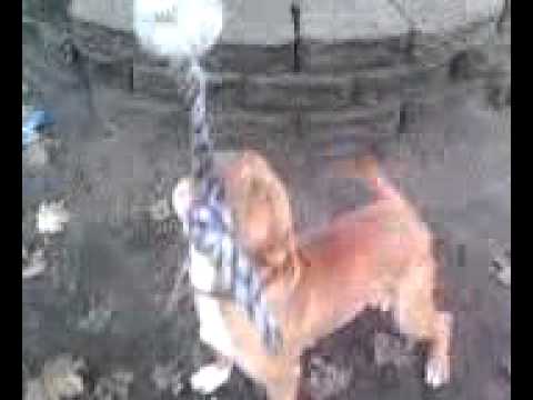 Cottingham,Red Devil,Jeep,Rascal - YouTube