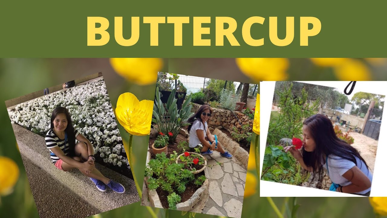 BUTTERCUP/SCIENTIFIC NAME - YouTube
