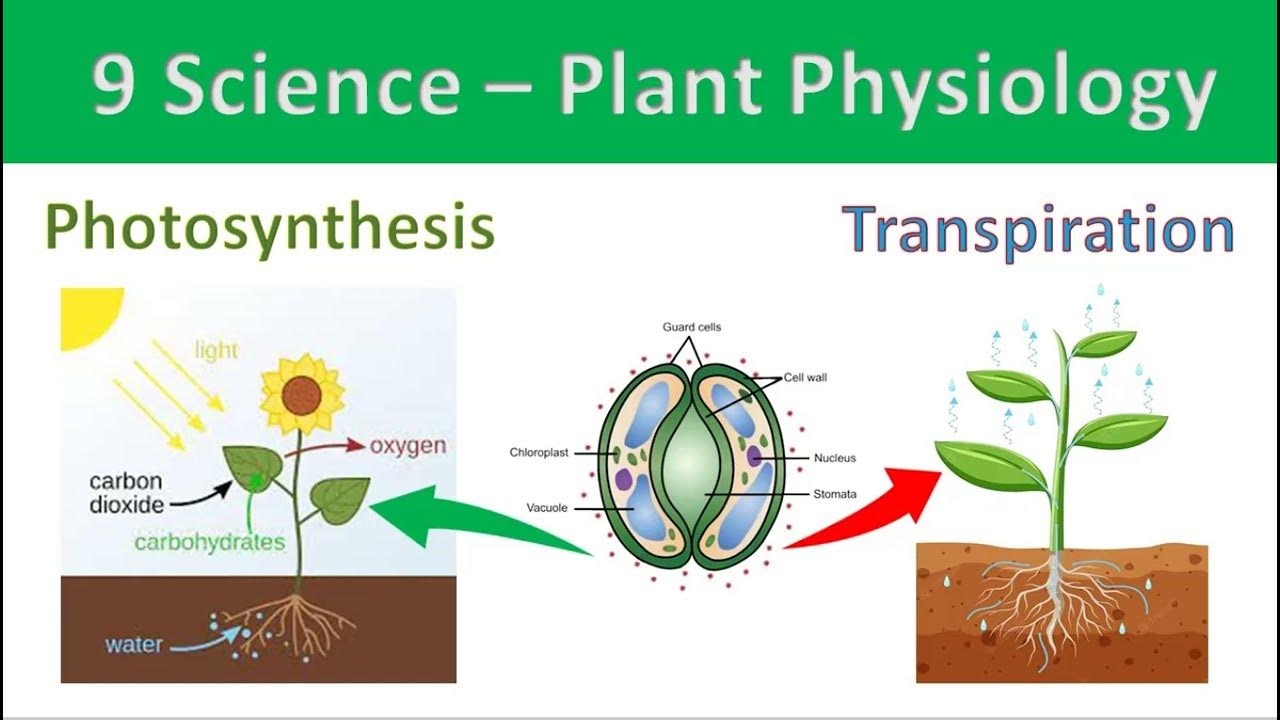 9 Science - Plant Physiology - Photosynthesis ans Transpiration # ...