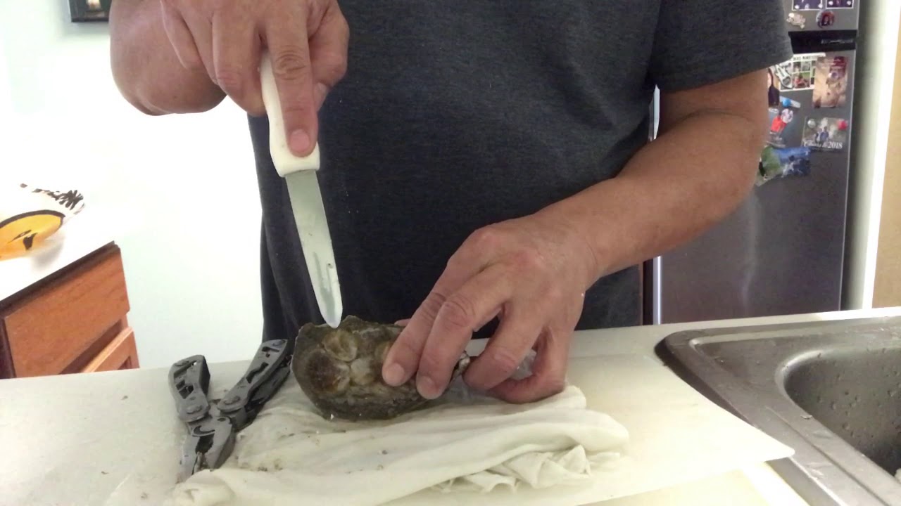 How to Shuck VA Eastern Shore Oysters: the Alternative Method - YouTube