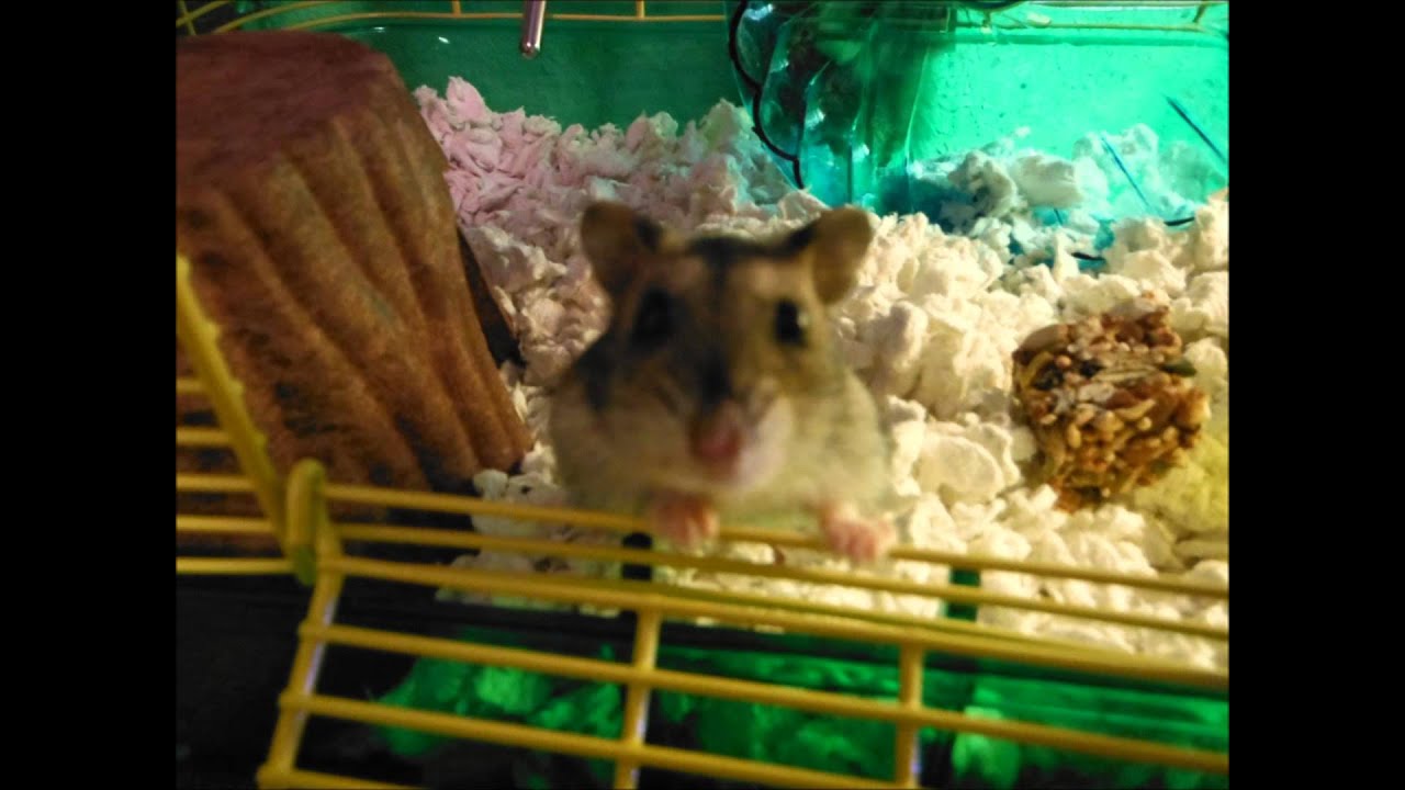 my new hamster BOO - YouTube