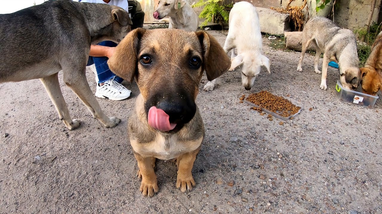 Are Stray Dogs Friendly