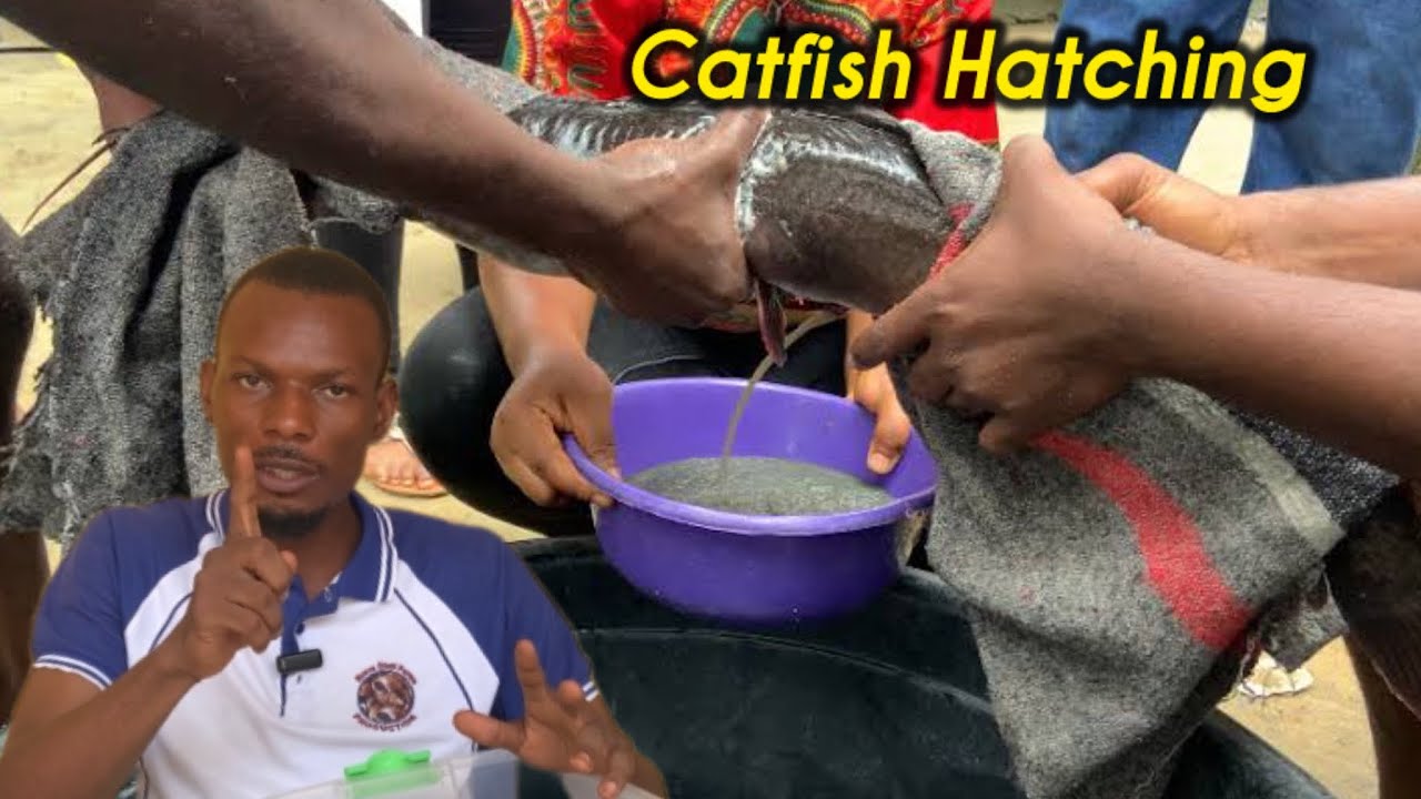 THE PROCESS IN CATFISH HATCHING AND HATCHERY SETUP - YouTube