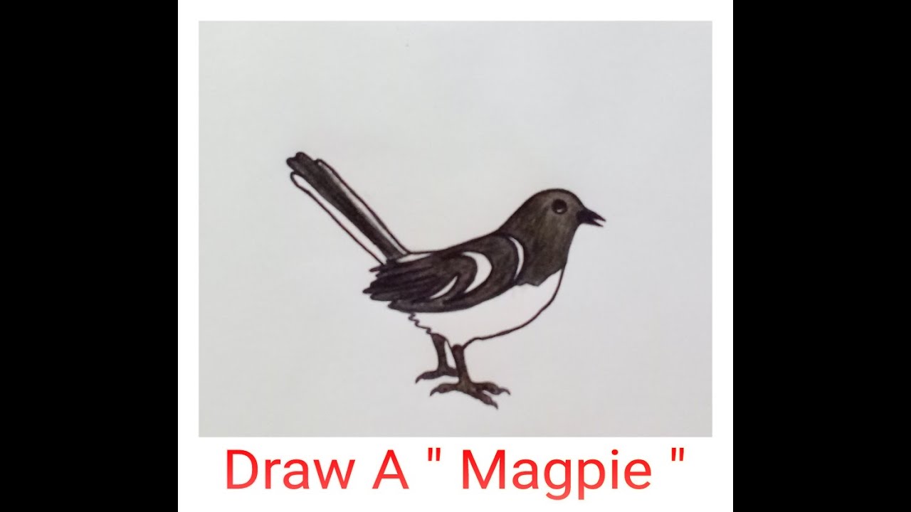 How to draw a “ Magpie ” Step by Step ( very easy) - YouTube
