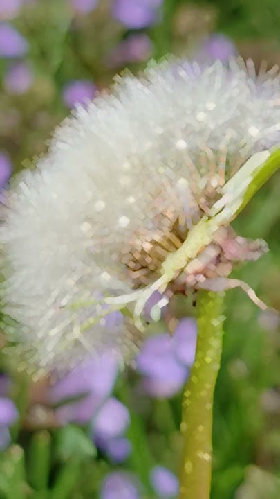 Dandelion Flower Hoa Bồ Công Anh - YouTube