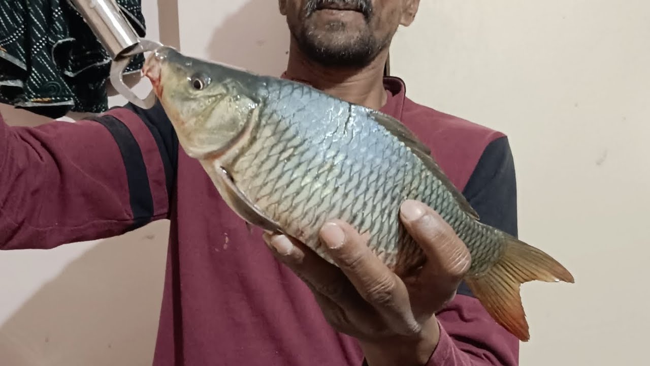 C C common carp fish fishing catching 🐠🐟🎣 - YouTube