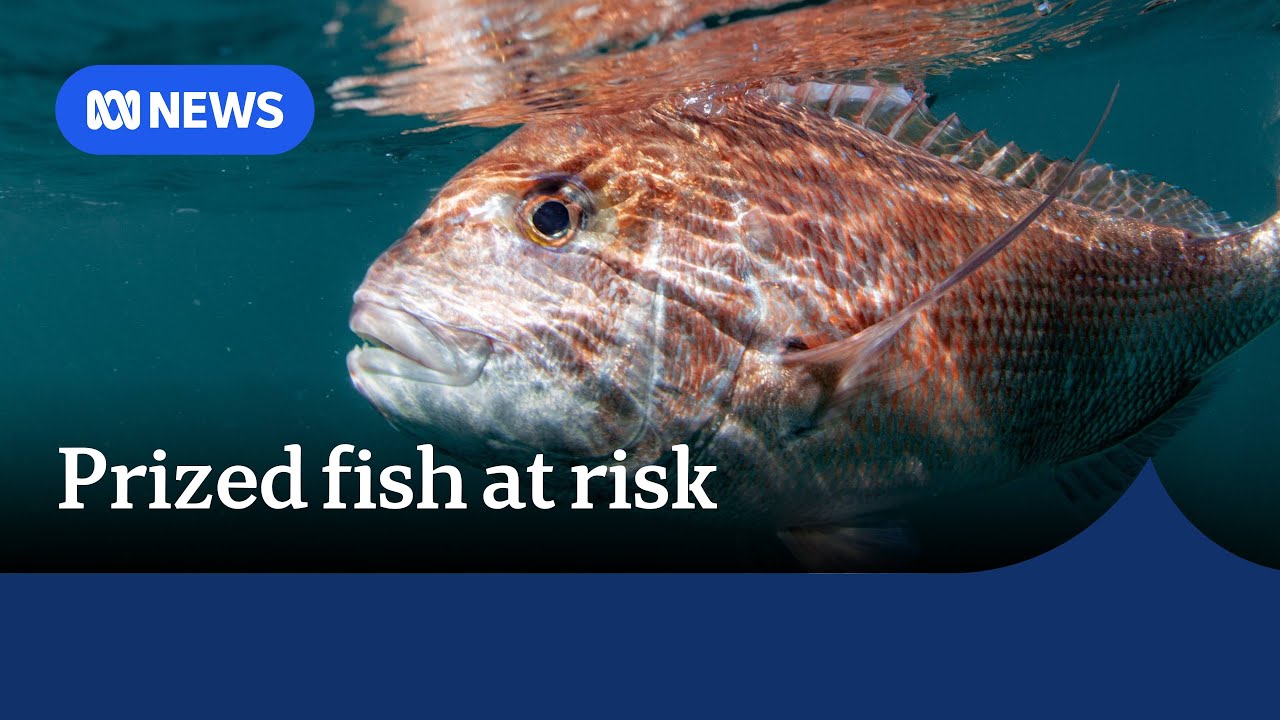 Prized WA fish species at 'severe risk' as tougher restrictions mooted ...