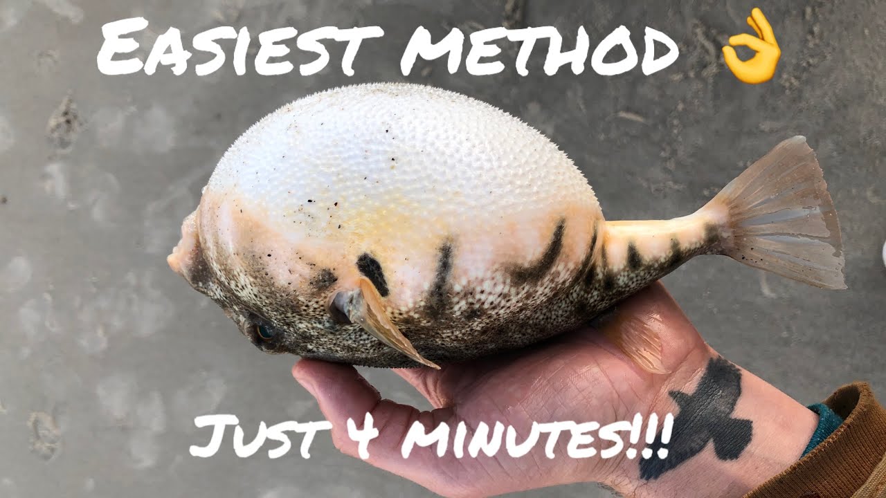 HOW TO PREPARE / CLEAN A NORTHERN PUFFER FISH EASILY- Winter Fishing ...
