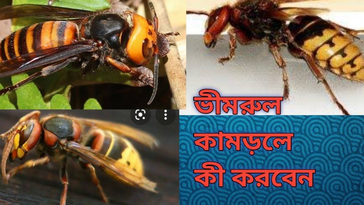 ভীমরুল কামড়ালে কী করবেন / home remedy for bite of hornet / bite of ...