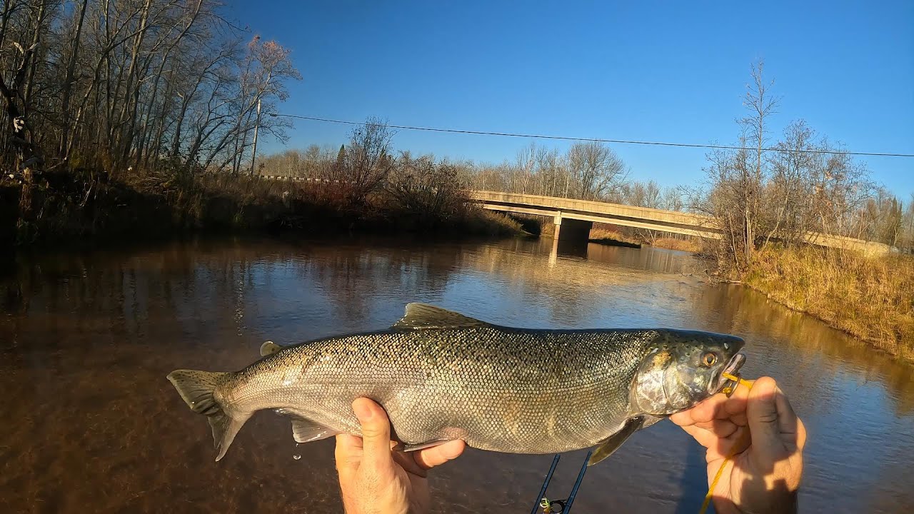 Wisconsin Trout Fishing - 10/28/2022 Up North 1st lake runner of the ...