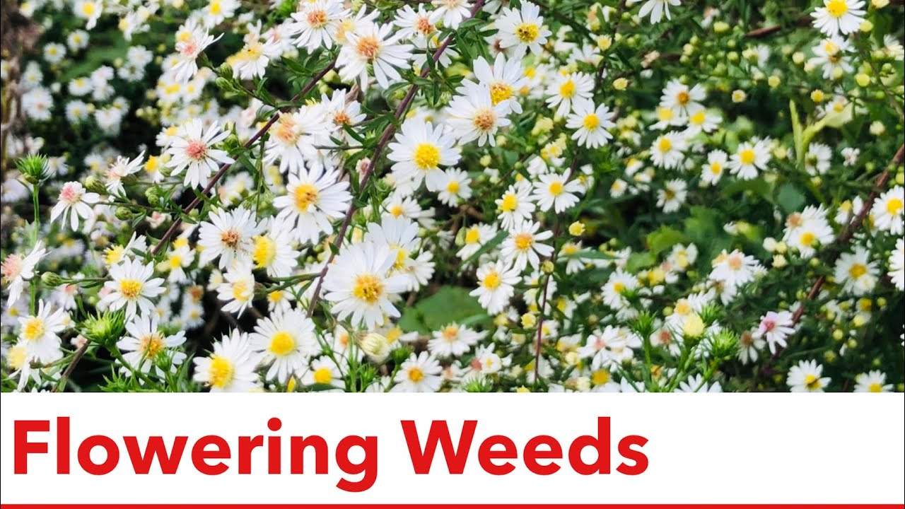 🌿 Flowering Weeds 🌼 🌸 🌺 in Fall | Frost Aster, Goldenrod, Spear Thistle ...