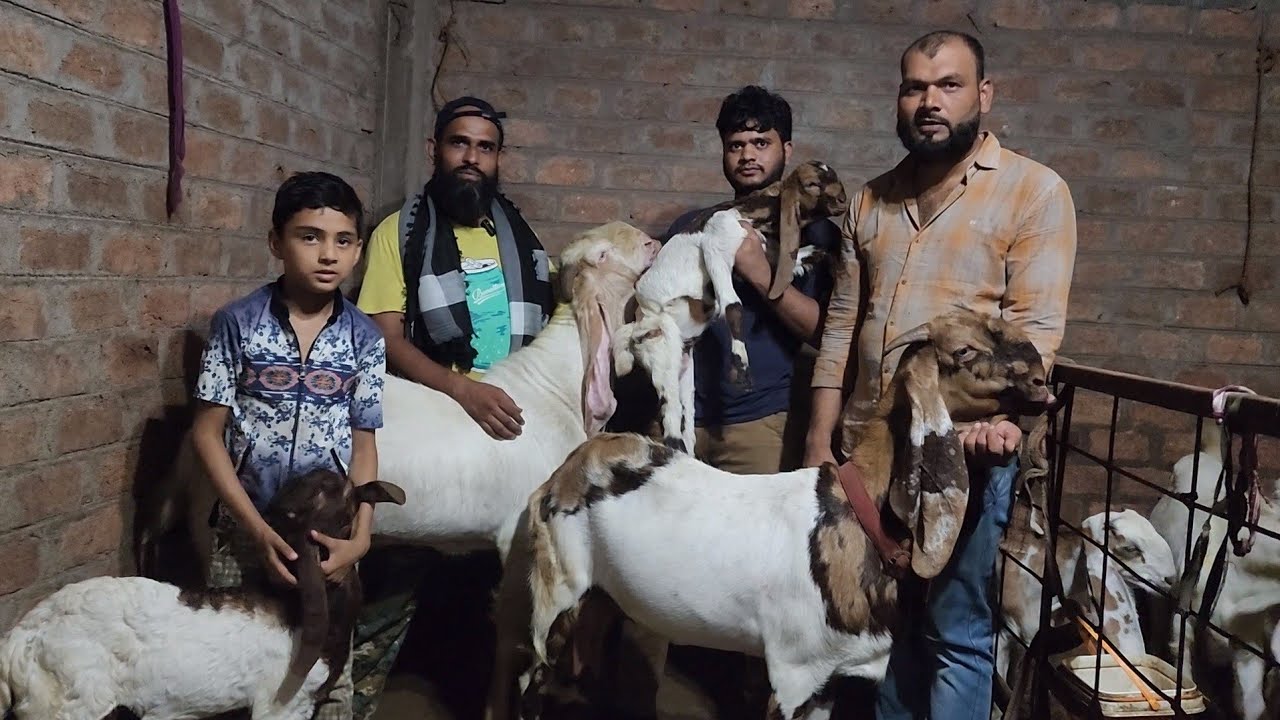 Bablu Bhai Ka Indore Main Breeding Setup | Saste Main Denge Bakriyaa ...