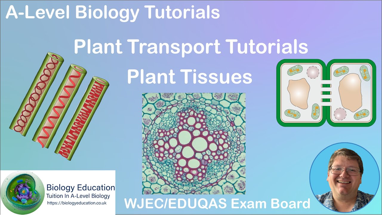 Plant tissues Tutorial. Xylem tissue and vascular bundle of root and ...