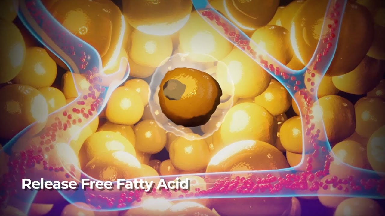 Sample Animation: Adipocytes - YouTube