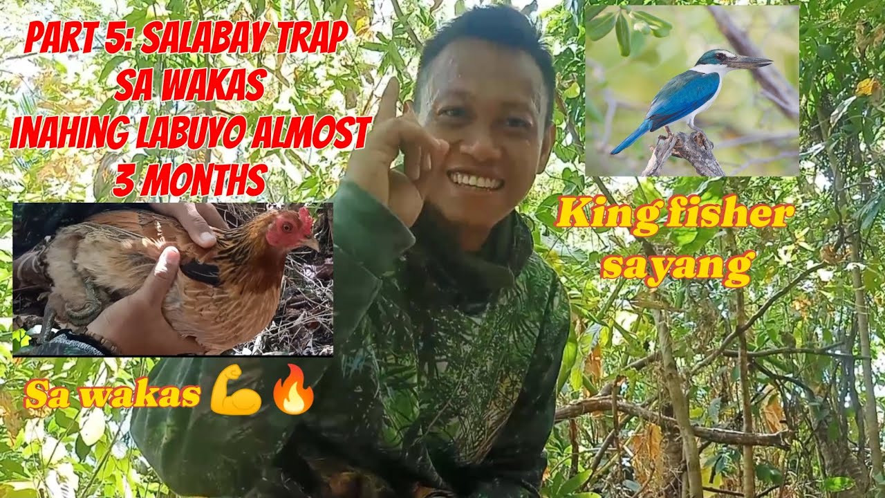 Part 5 : SALABAY TRAP sa Wakas Inahing Labuyo almost 3 months - YouTube