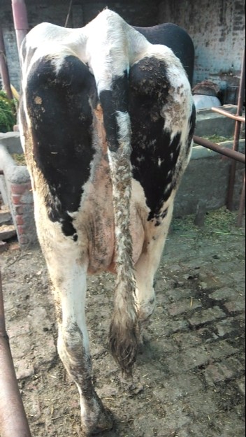 Suraj dairyfarm best cow Hf breed cow 45 kg milk cow subscribe now ...