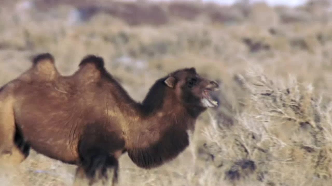 Planet Earth Special Edition 2010 Diaries 23of23 Great Planet Earth ...