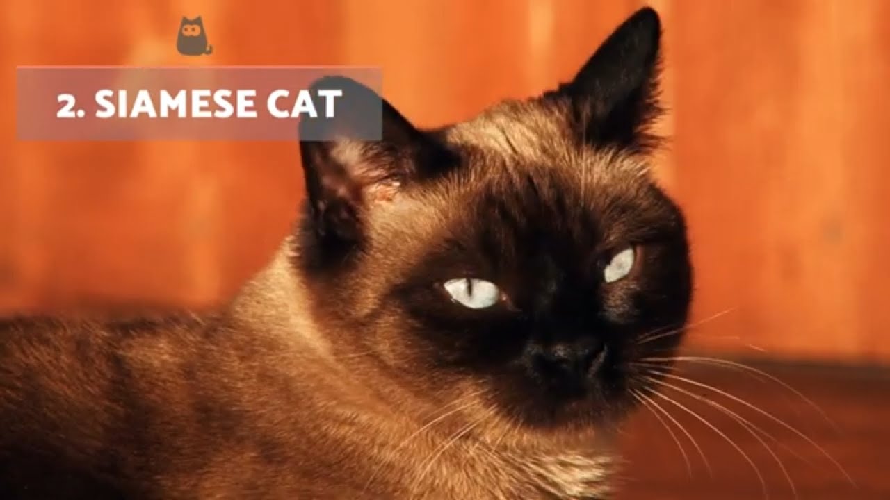 PUSA Vs ASO...agawan sa kili kili ko - YouTube